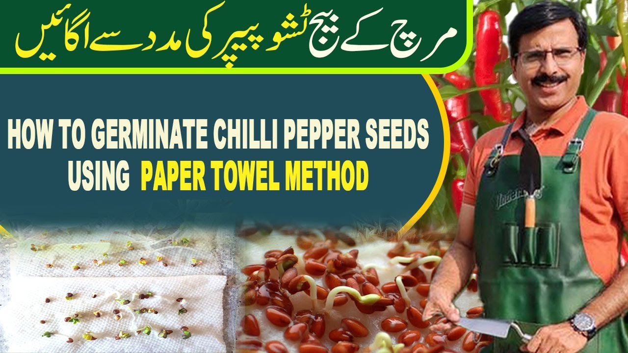 How to Germinate Chilli Pepper Seeds using Paper Towel Method ...