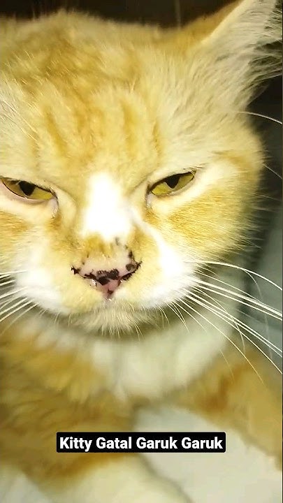 Kitty Gatal Garuk Garuk #shorts - YouTube