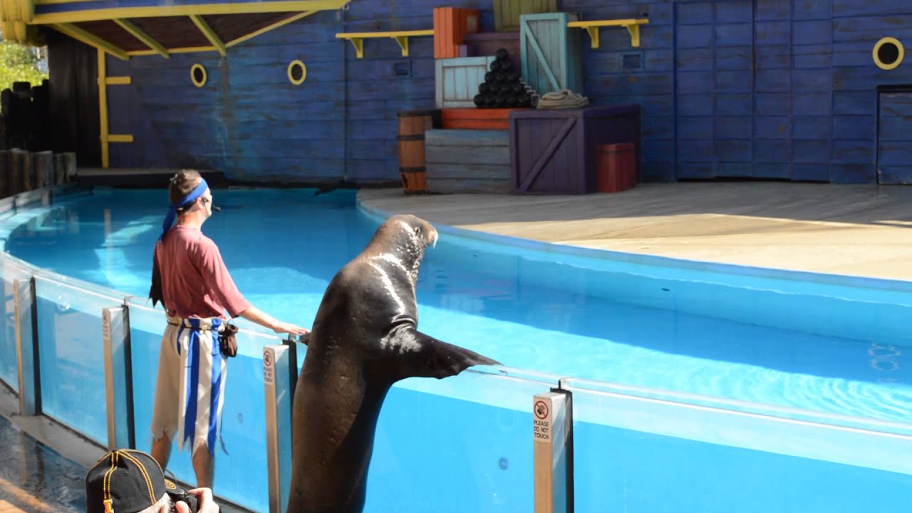 Show Sea World Clyde And Seamore Take Pirate Island Youtube