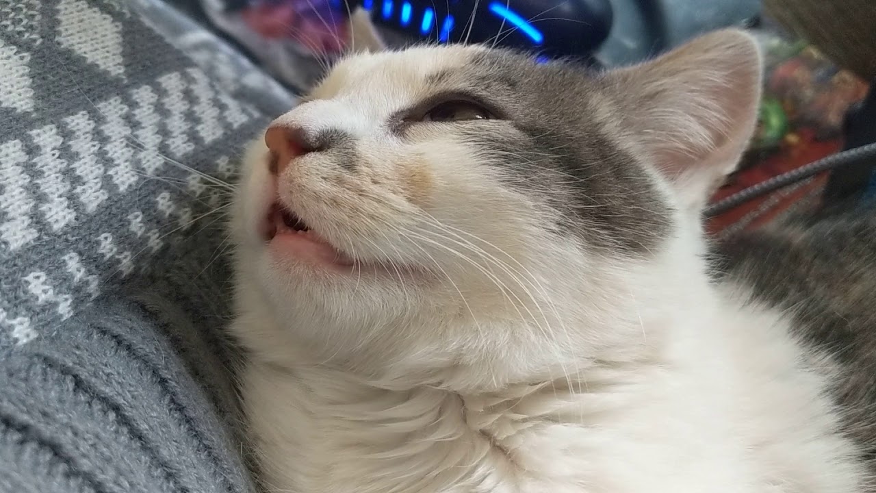 Bizzy sleeps with her eyes open - YouTube