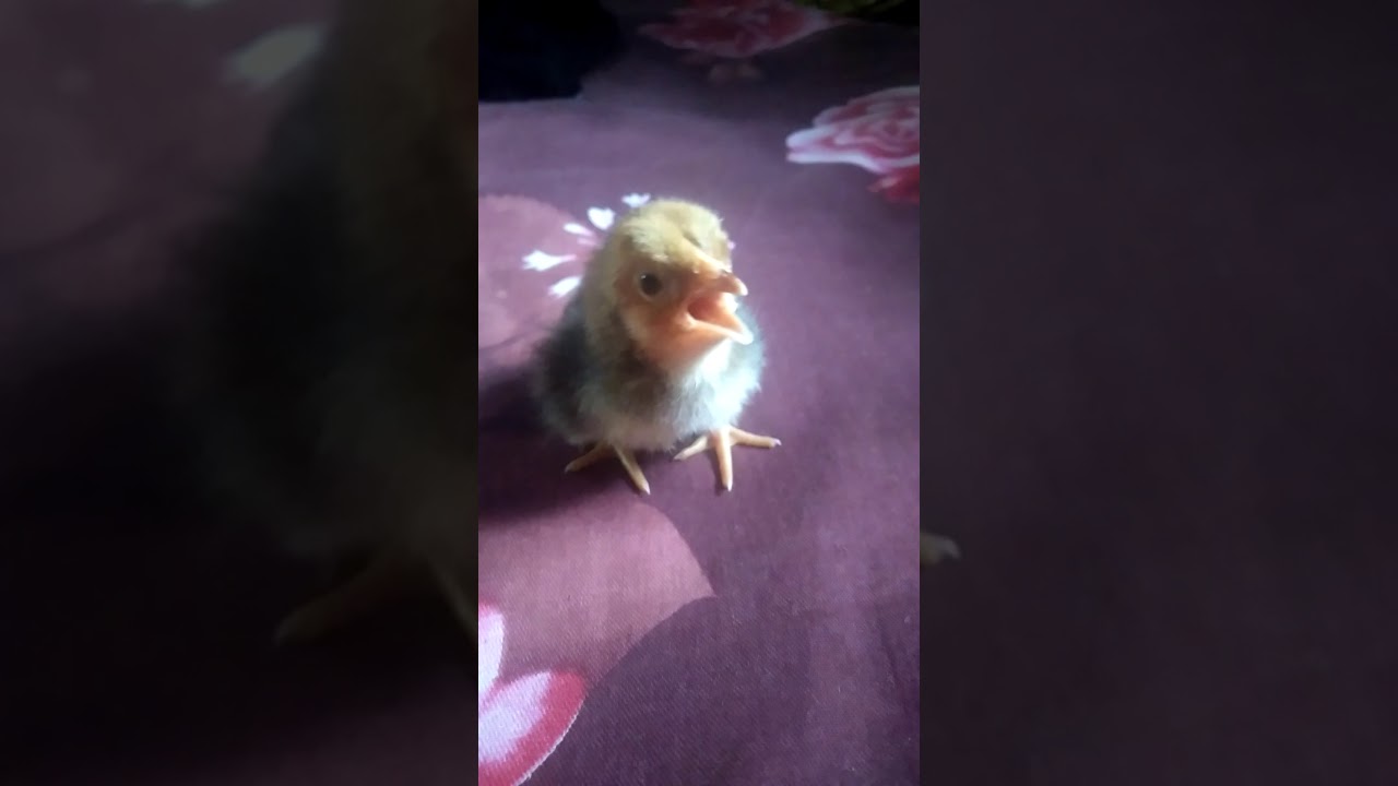 Chicken Hugs Boy after Recognizing him with - YouTube