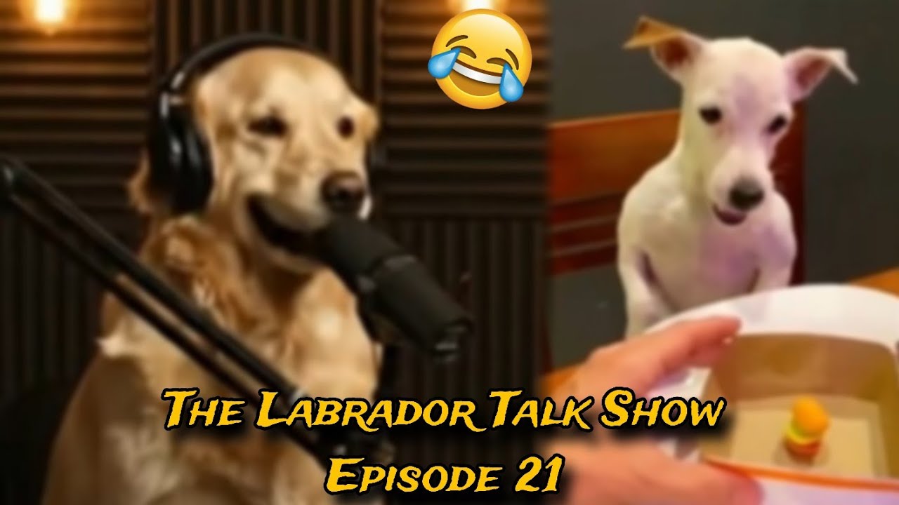 “The Labrador Talk Show” | “Dogs Being Hilarious – The Funniest Dog ...