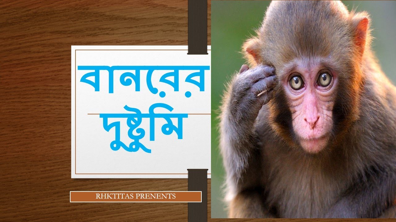 করমজলে বানরের দুষ্টুমি, সুন্দরবন, খুলনা। Sundarban, Karamjol, Khunla ...