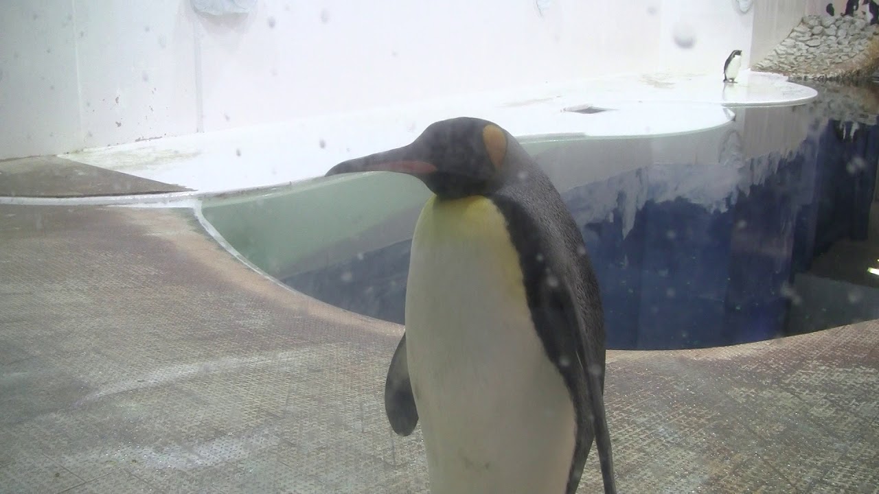 #1-3 April 2018 penguin at Adventure world, Japan - YouTube