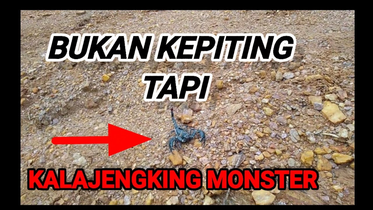 Kalajengking Raksasa - YouTube