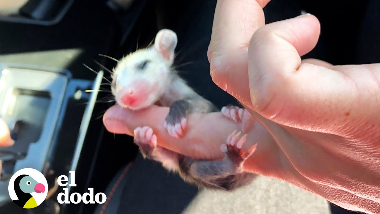 Esta zarigüeya bebé tiene las patitas más adorables | El Dodo - YouTube