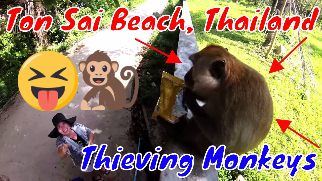 Feeding Thieving Monkeys at TON SAI beach: Krabi, Thailand (Ultra HD ...