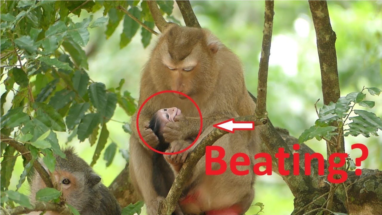 OMG! Today One Again Bonita Was kidnapped Baby Jinx Look So Harmful ...