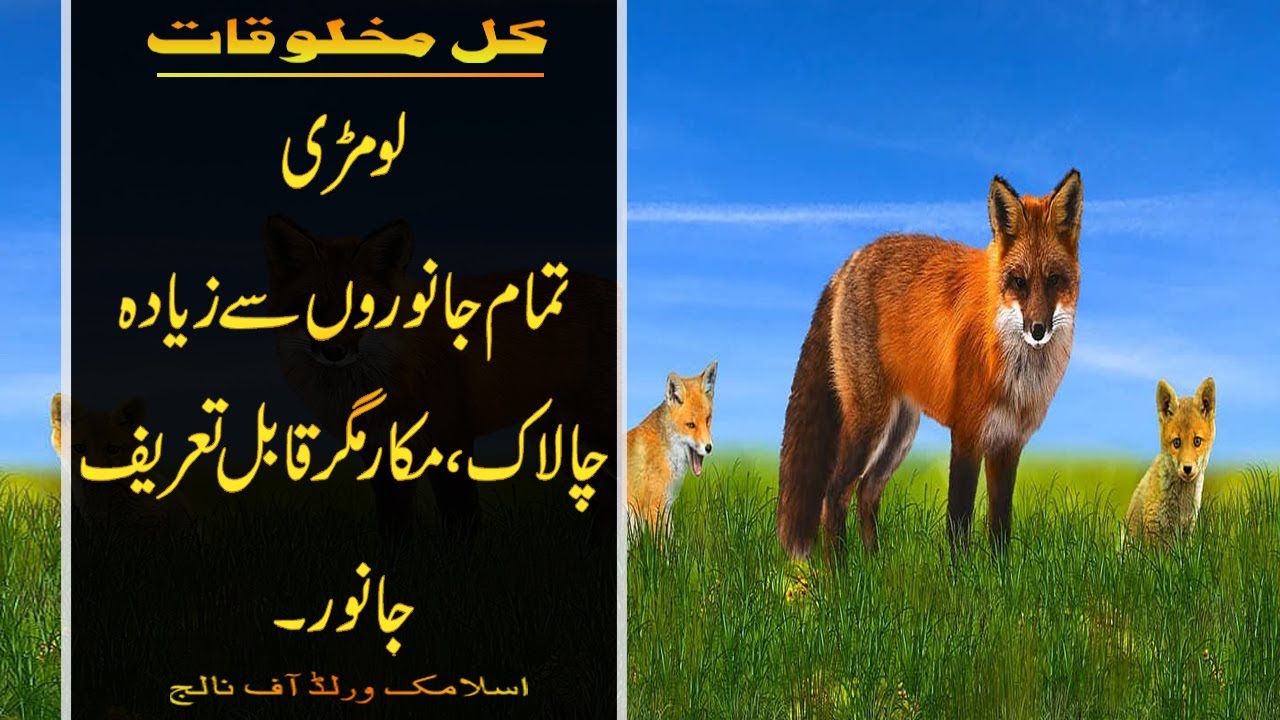 Fox Biography||Most Informative Video About Fox||The Creation in Urdu ...
