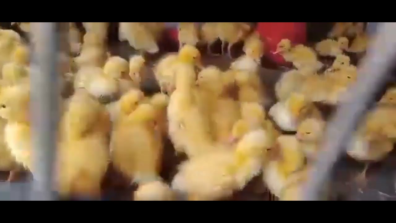 poultry farming for beginners/poultry farming for beginners.my Youtube ...