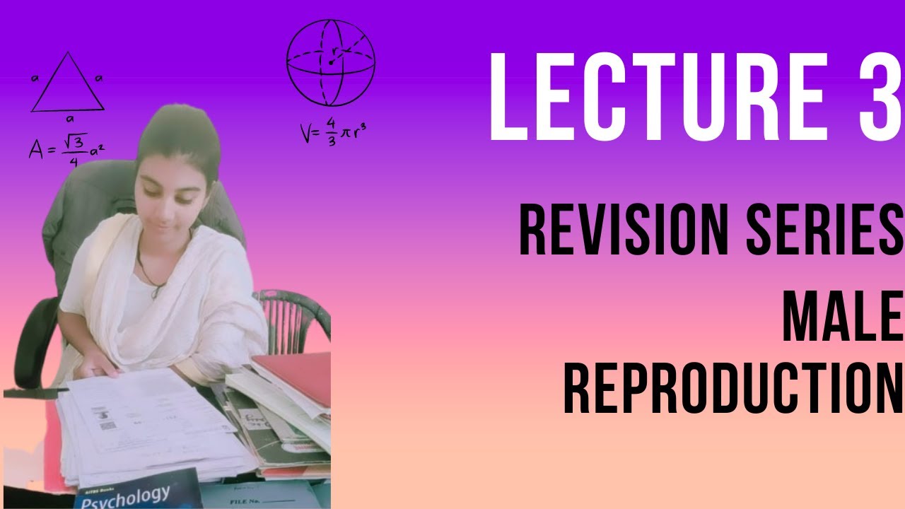 male reproductive system complete - YouTube