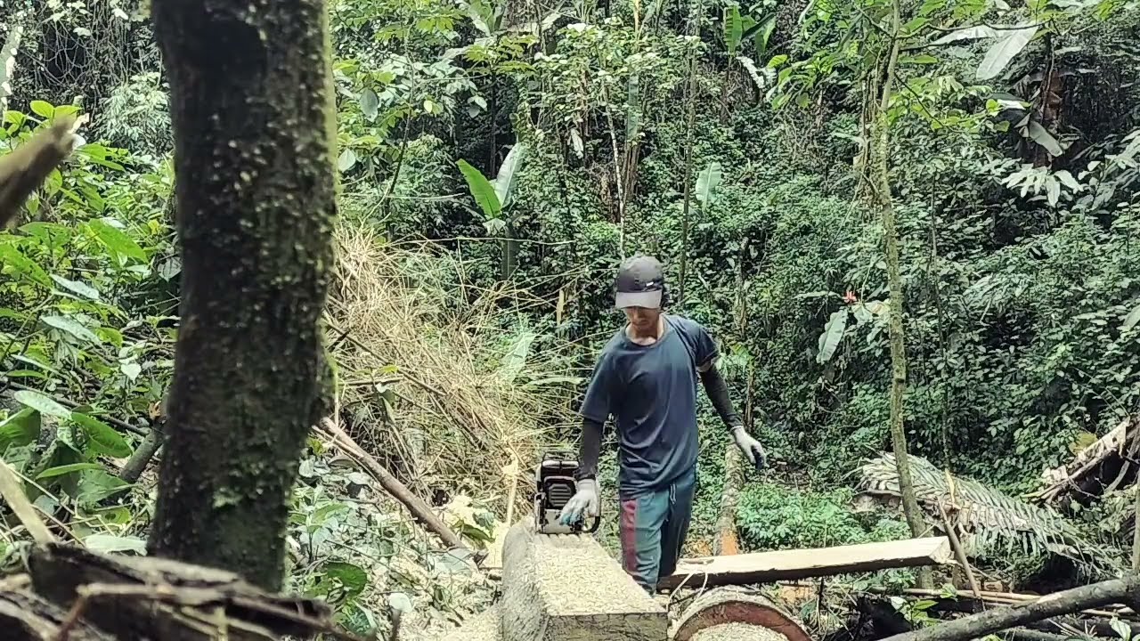 Skill of Three Cutting Machine Operator// 380 Stihls Machine || अकेला ...