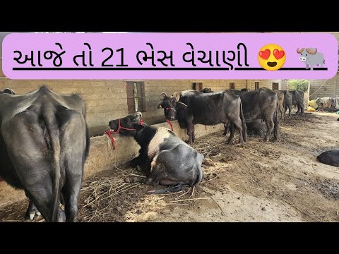 21 ભેસ વેચાણી 😍🐃 | vasarda milk dairy farm gujarat vav-tharad #banni # ...