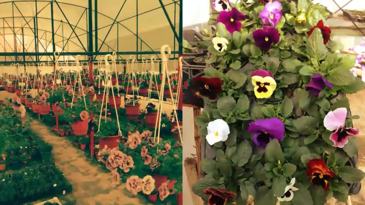 Lule natyrale lika - YouTube