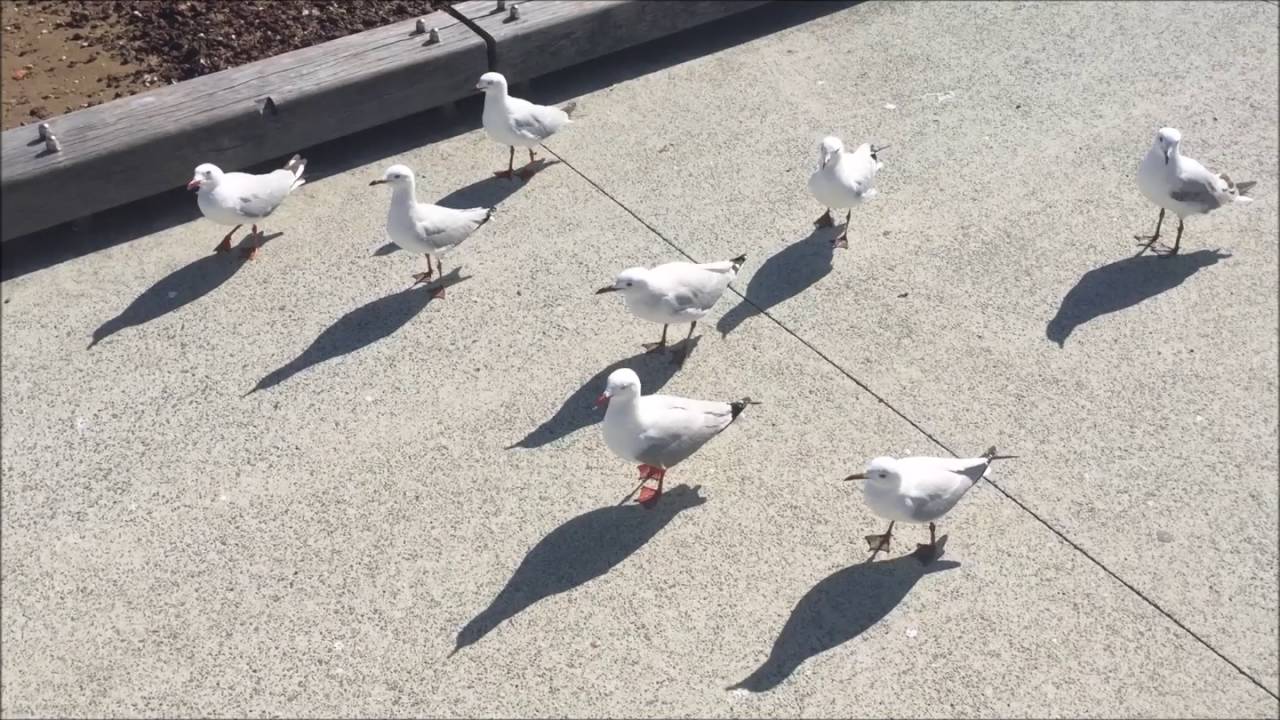 Seagull aggressive displays - YouTube