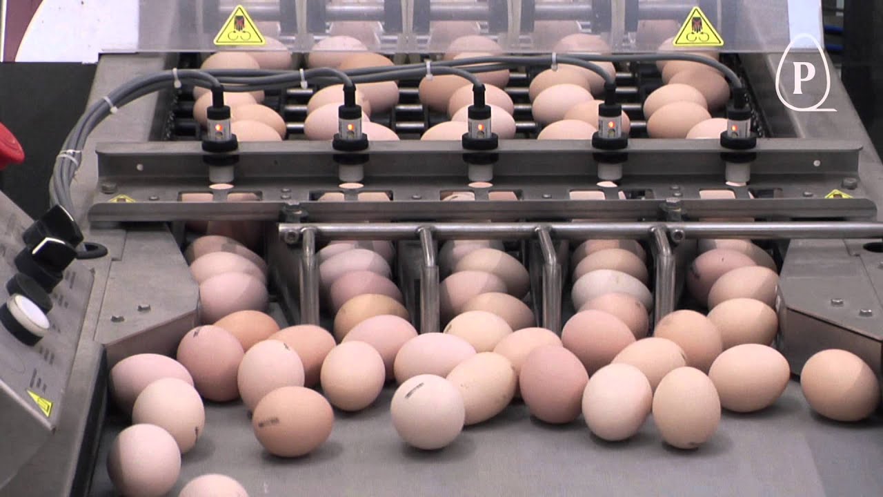 Prinzen: Setter Line - Hatchery points down and grading - YouTube