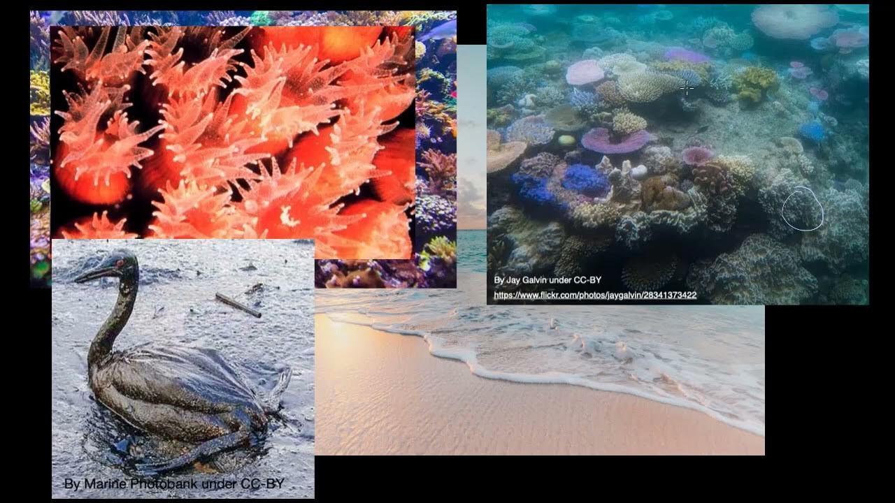 Human impact on aquatic environments | AP Environmental science | Khan ...