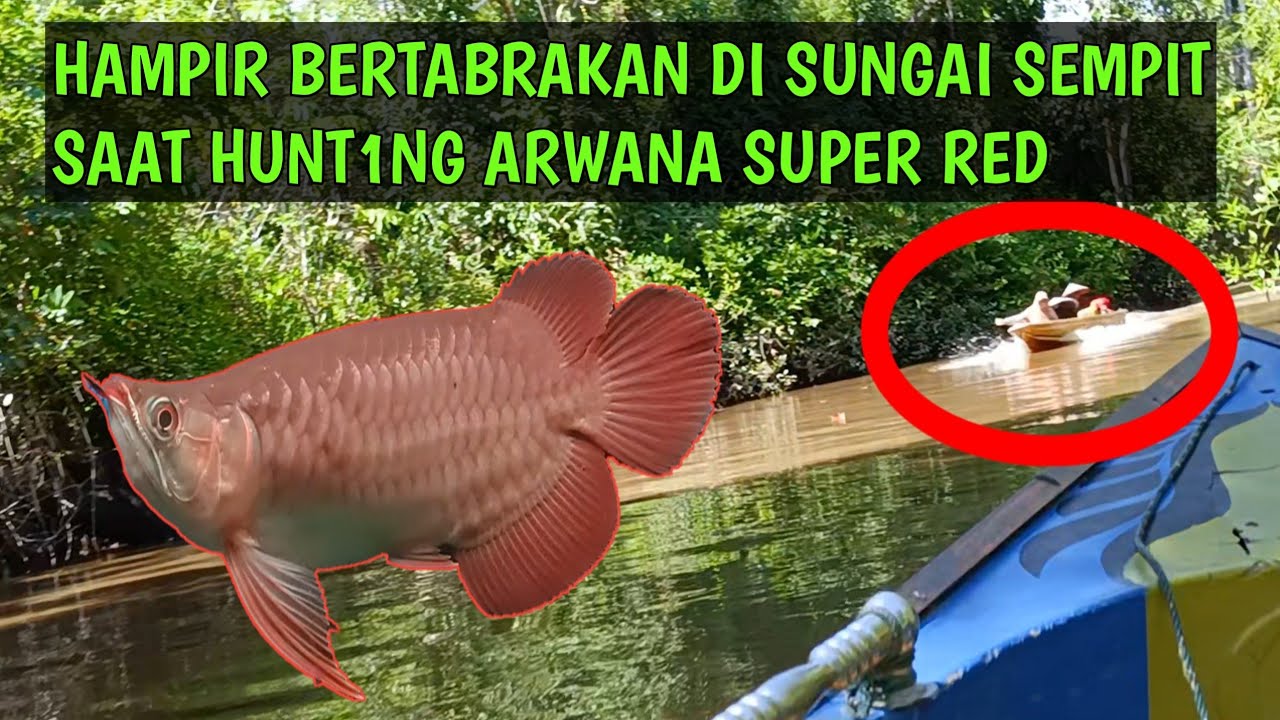 Hampir saja bertabrakan disungai sempit,saat menuju kampung si kakek pemilik ikan arwana super ...