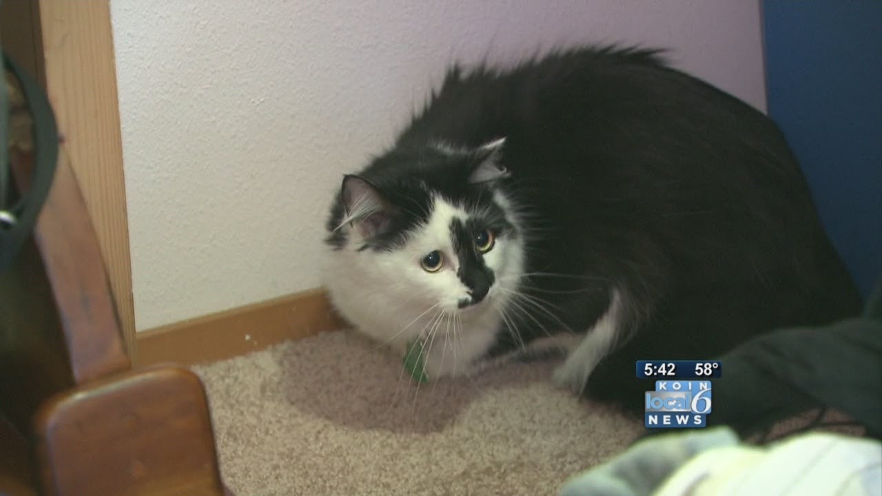 Attack cat going for psych assessment - YouTube