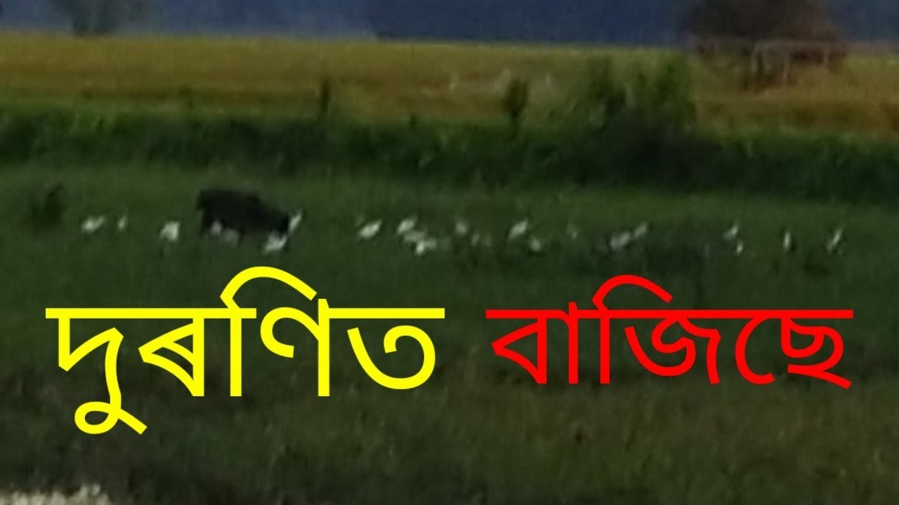 Duronit Bajise Mahendra Hazarika Cover by Bipul Gogoi BIPUL GOGOI - YouTube