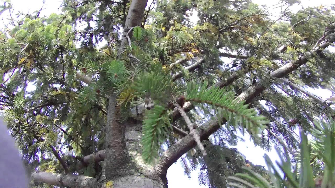 Crazy tree-climb geocache - YouTube
