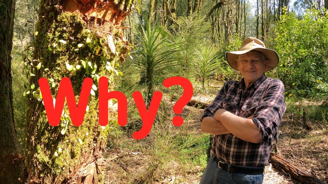 Plant native trees. New Zealand. Ringbarking. Te Ngahere hou. - YouTube