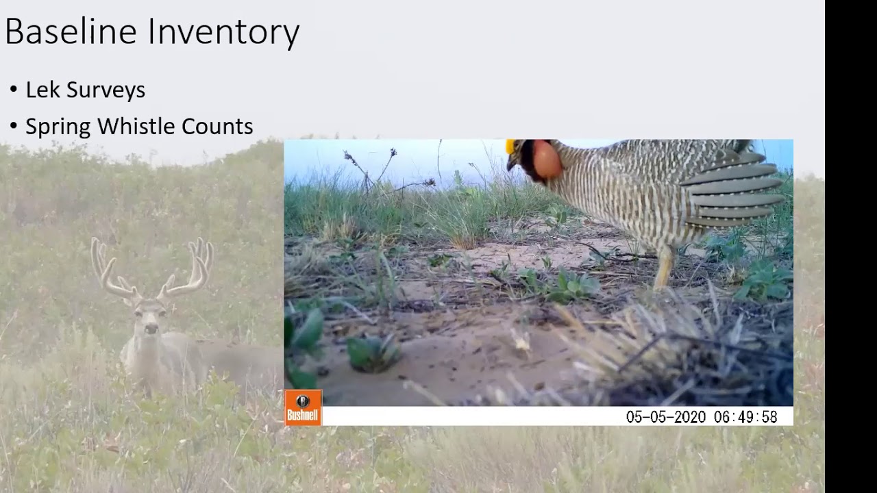 11/2020 Kelton Mote: Yoakum Dunes WMA & Lesser Prairie Chickens - YouTube