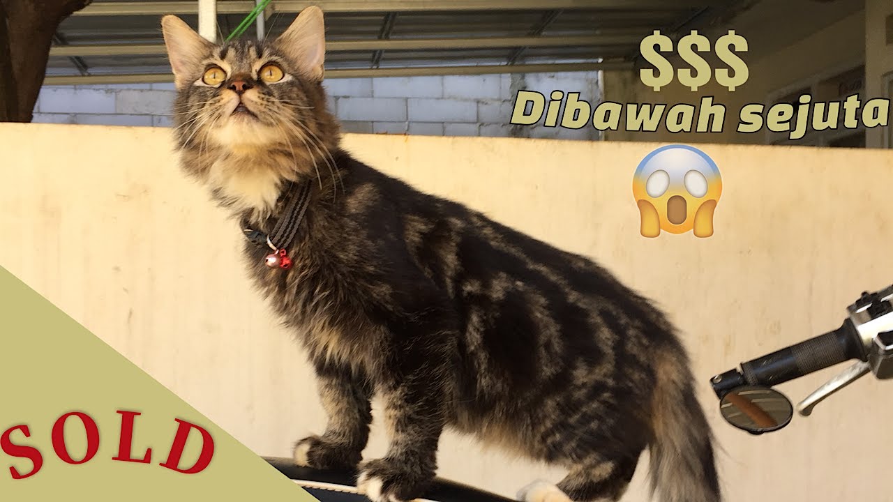 ADOPSI KUCING MARBLE GANTENG & AESTHETIC - YouTube