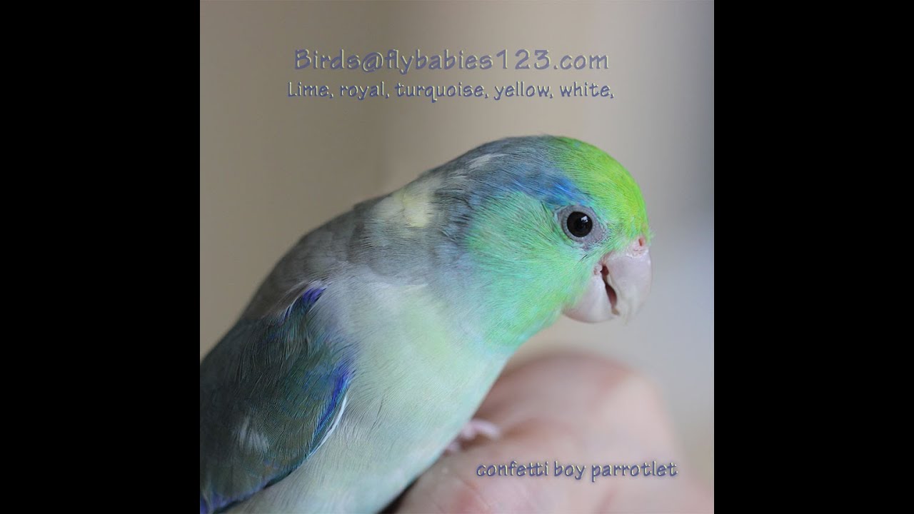 Fly Babies Aviary - FREE Delivery Nationwide - YouTube