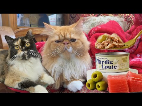 Cherry wants to eat more food😻#cat #food #viral #trending #love #funny #pets #enjoy 