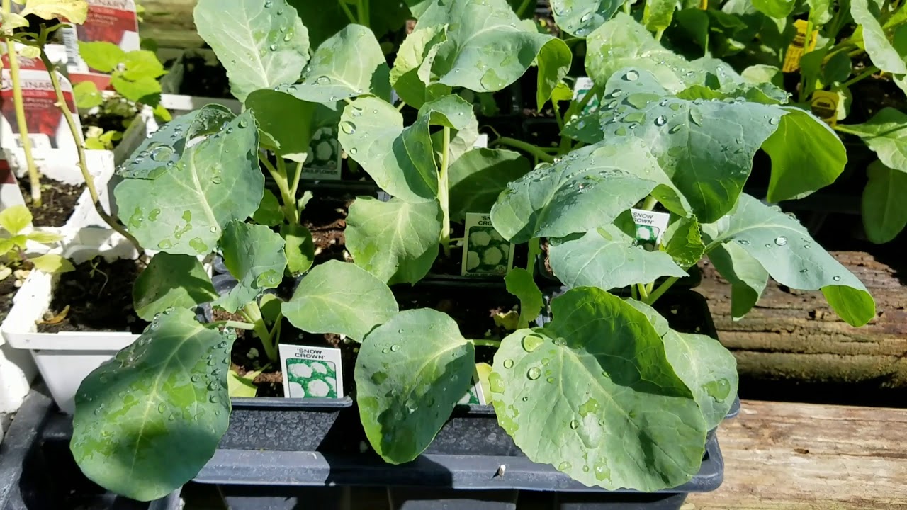 Plant Fall Vegetables Or Fail - YouTube