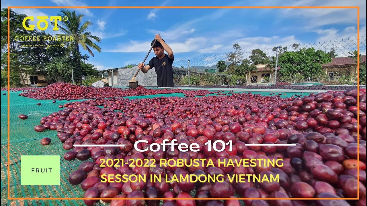2022 Post Harvest Processing Robusta at Got Coffee Lamdong Vietnam ...