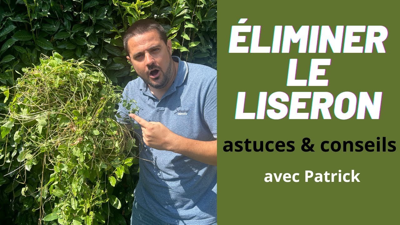 POTAGER: COMMENT LUTTER CONTRE LE LISERON ? EFFICACE ET NATUREL. - YouTube