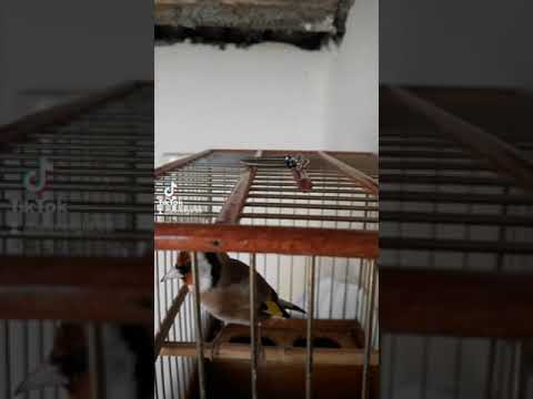 şakşaklı saka otümü müslüm baba ile ❤❤