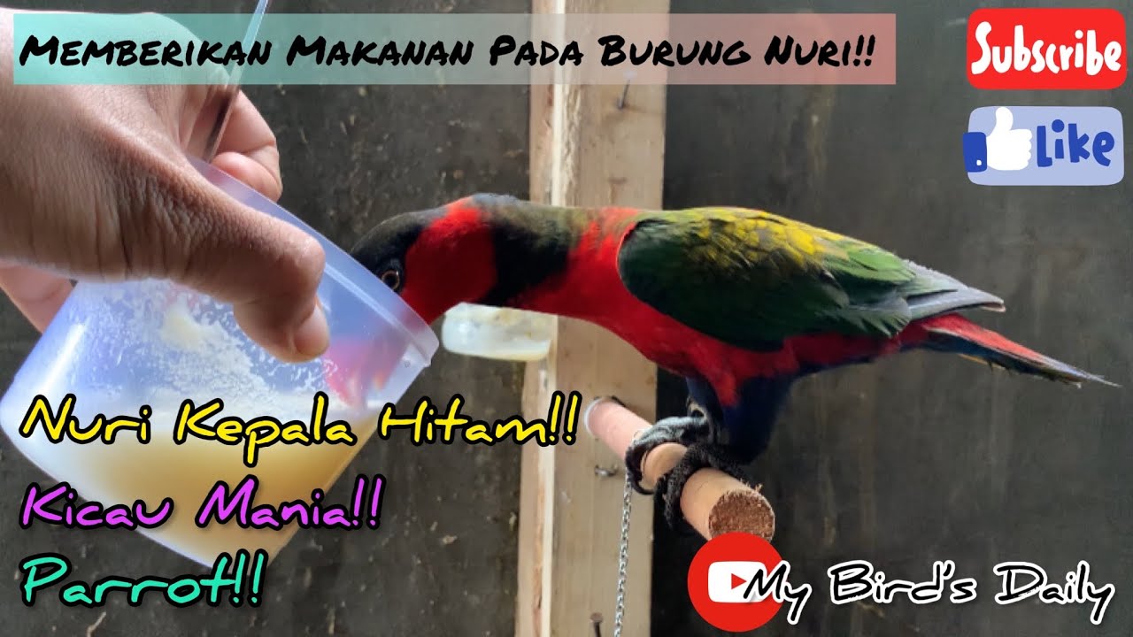 BURUNG NURI KEPALA HITAM || Memberikan Makanan Pada Burung Nuri!! - YouTube