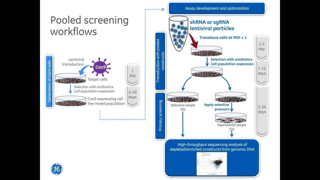 Anja Smith-How to identify key genes with CRISPR Cas9 and shRNA screens ...