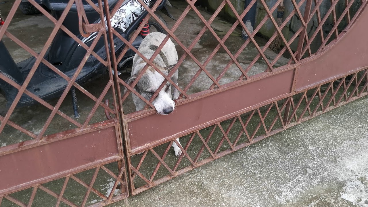 Rabid Dog part 2 (Actual Footage) - YouTube