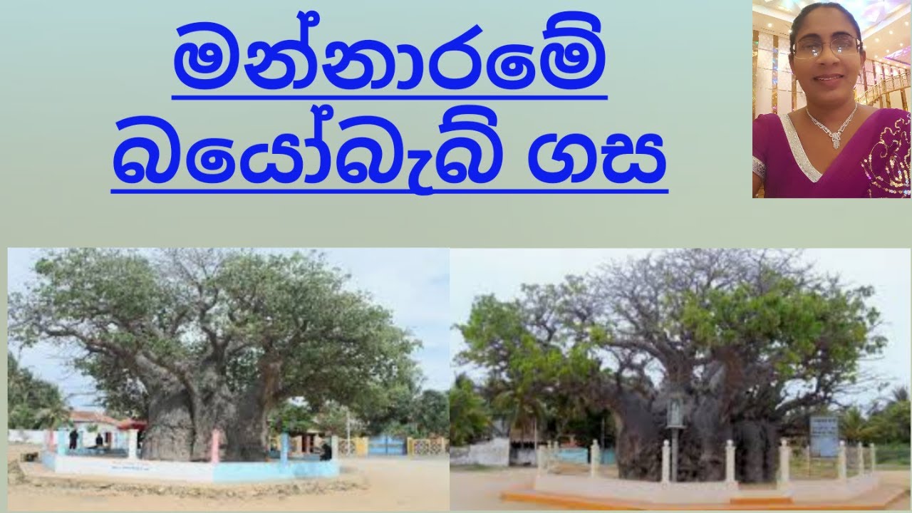 බයෝබැබ් ගස | Baobab Tree - YouTube