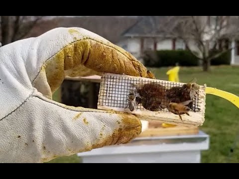 Hiving two packages of bees. The Gentle method and the Shake Method ...