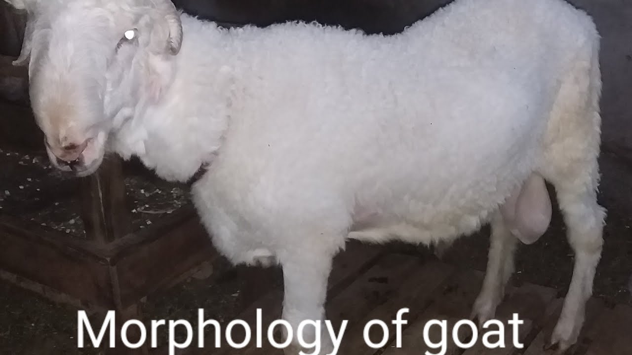 Zoology: Morphology of goat #Goat'sMorphology#morphology #goat - YouTube