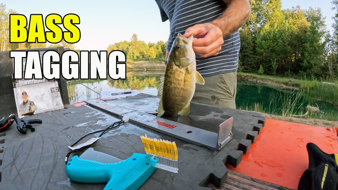 Backyard Bass Pond - Tagging the Bass - YouTube