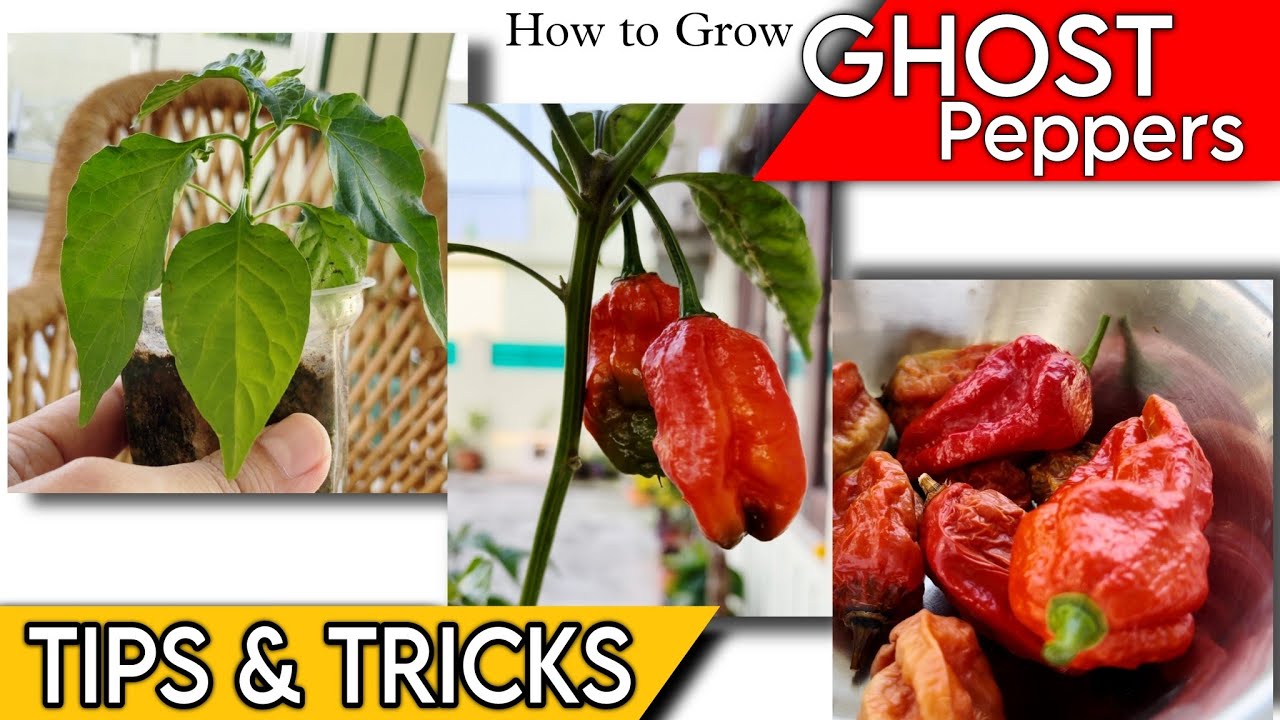 How to grow Ghost Peppers plant | Bhot jolokia | care & tips - YouTube