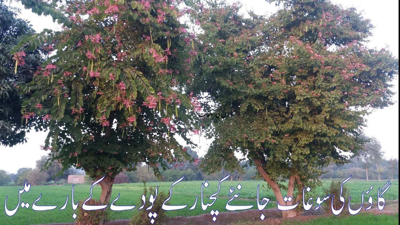 Beauty of Kachnar tree | Pakistani Beautiful village life vlog ...