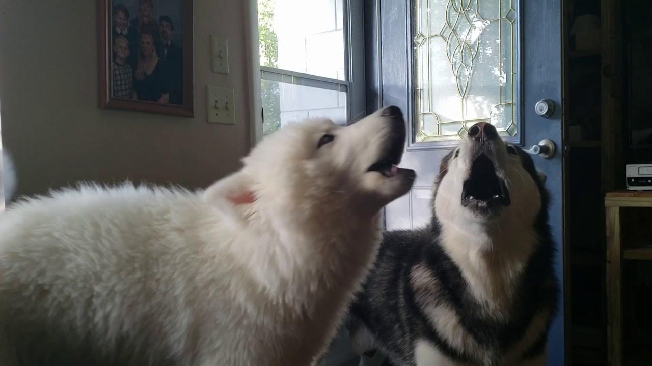 Howling Malamute & Husky Puppy 🐺 ️ - YouTube