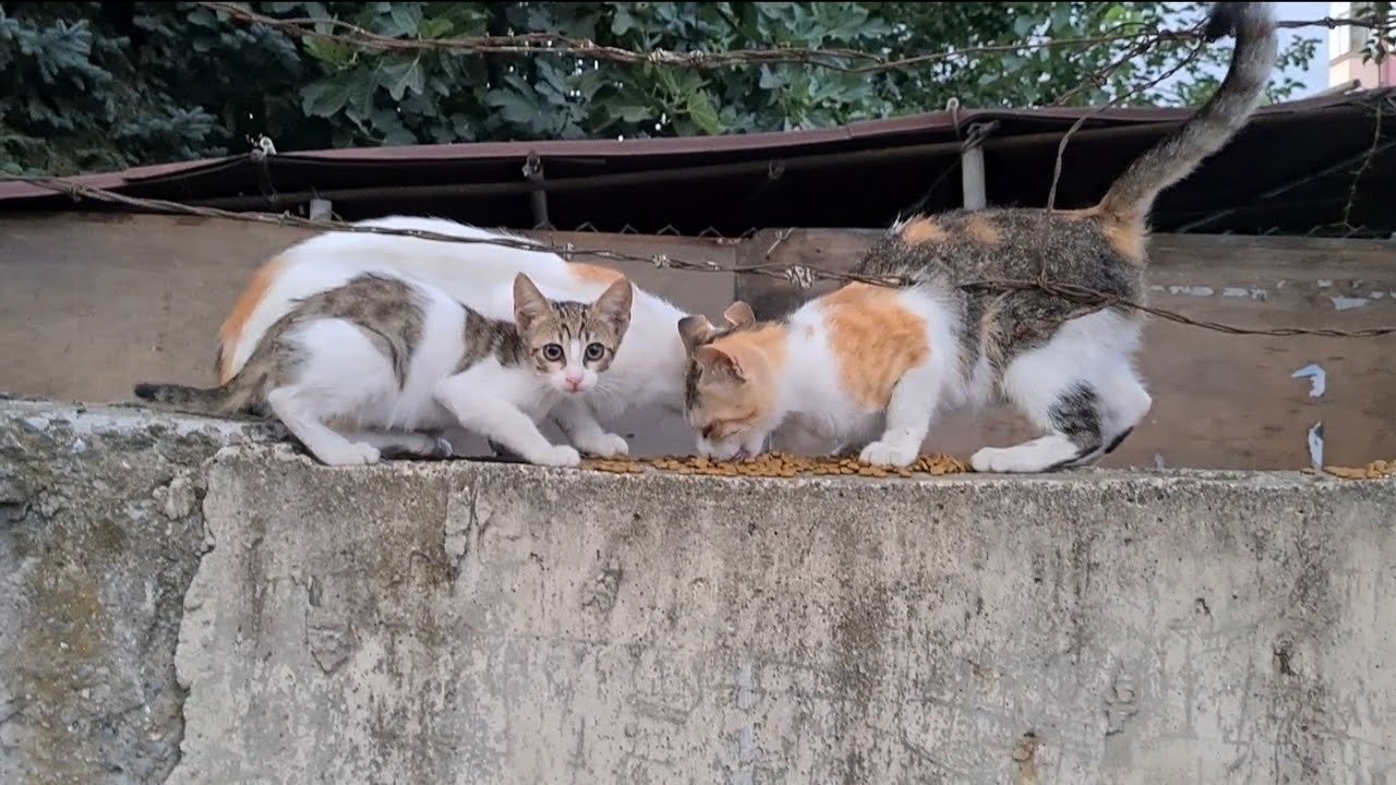 Cute Hungry Stray Cat Family. - YouTube