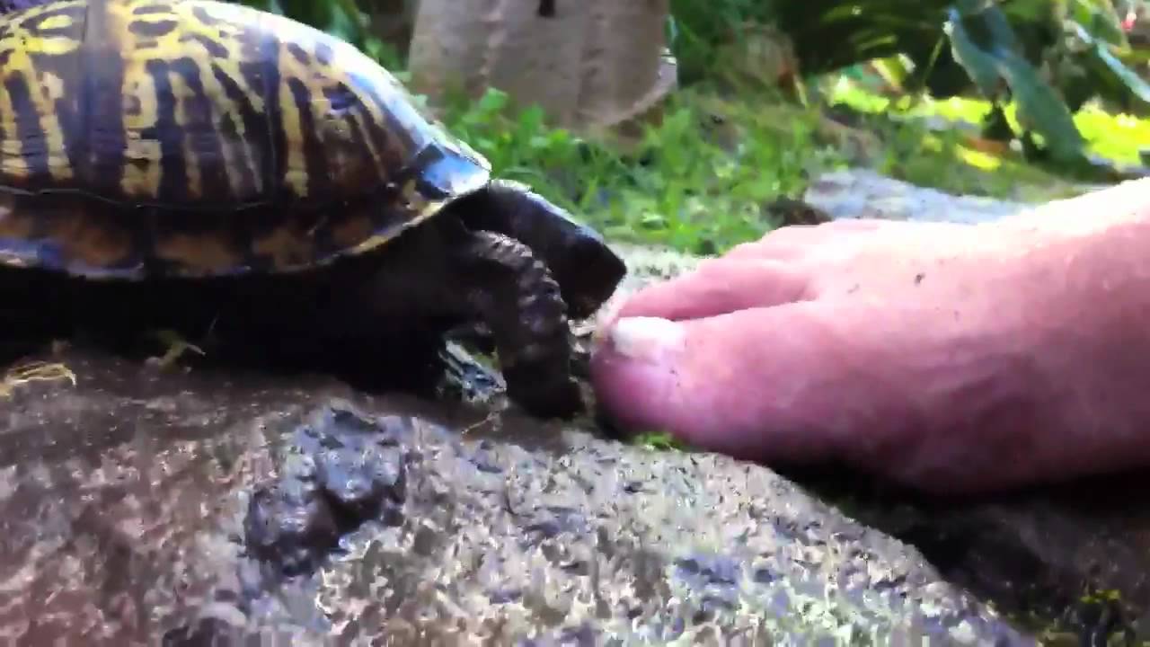 Turtle bites toes - YouTube