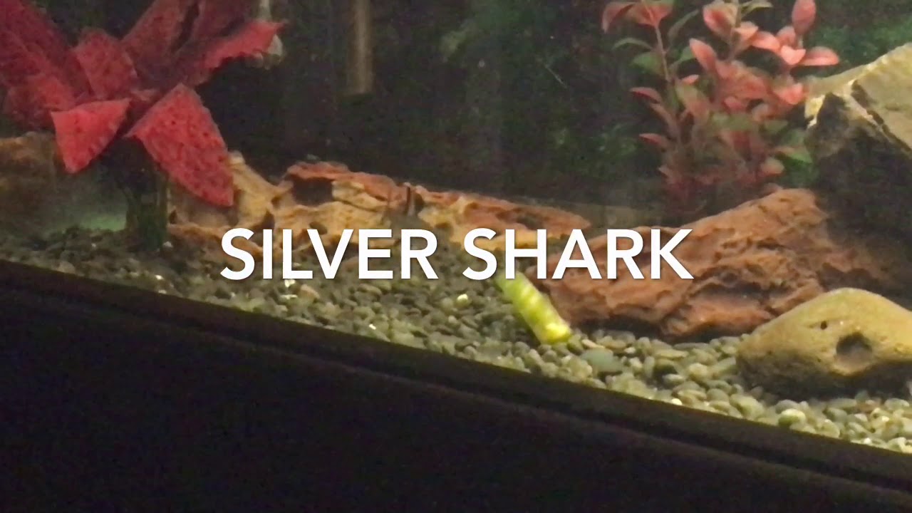 My 6ft Fish Tank (350L) - YouTube