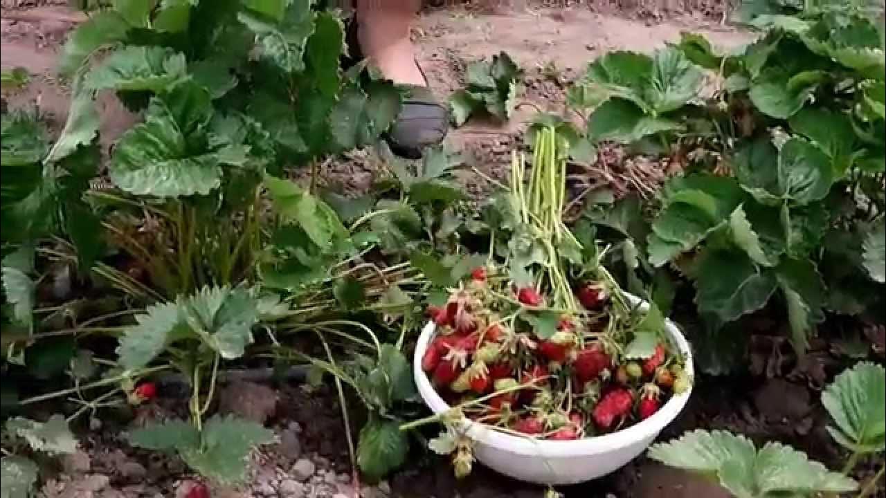 Земклуника Купчиха - YouTube