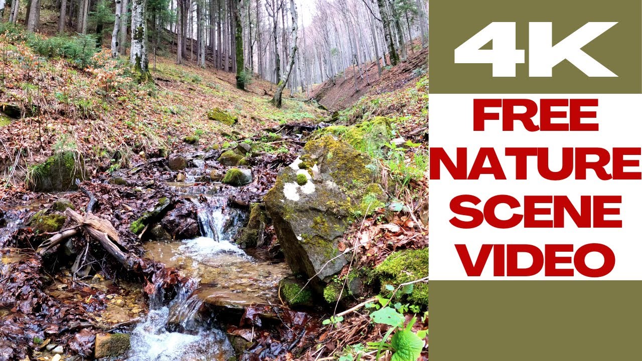 nature 4K 514 🌳 Nature Scene Video - YouTube