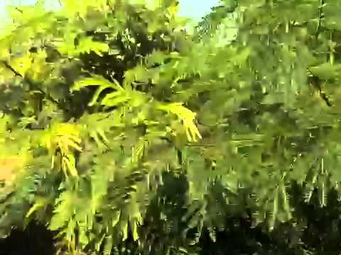 Cultivo de leucaena - YouTube